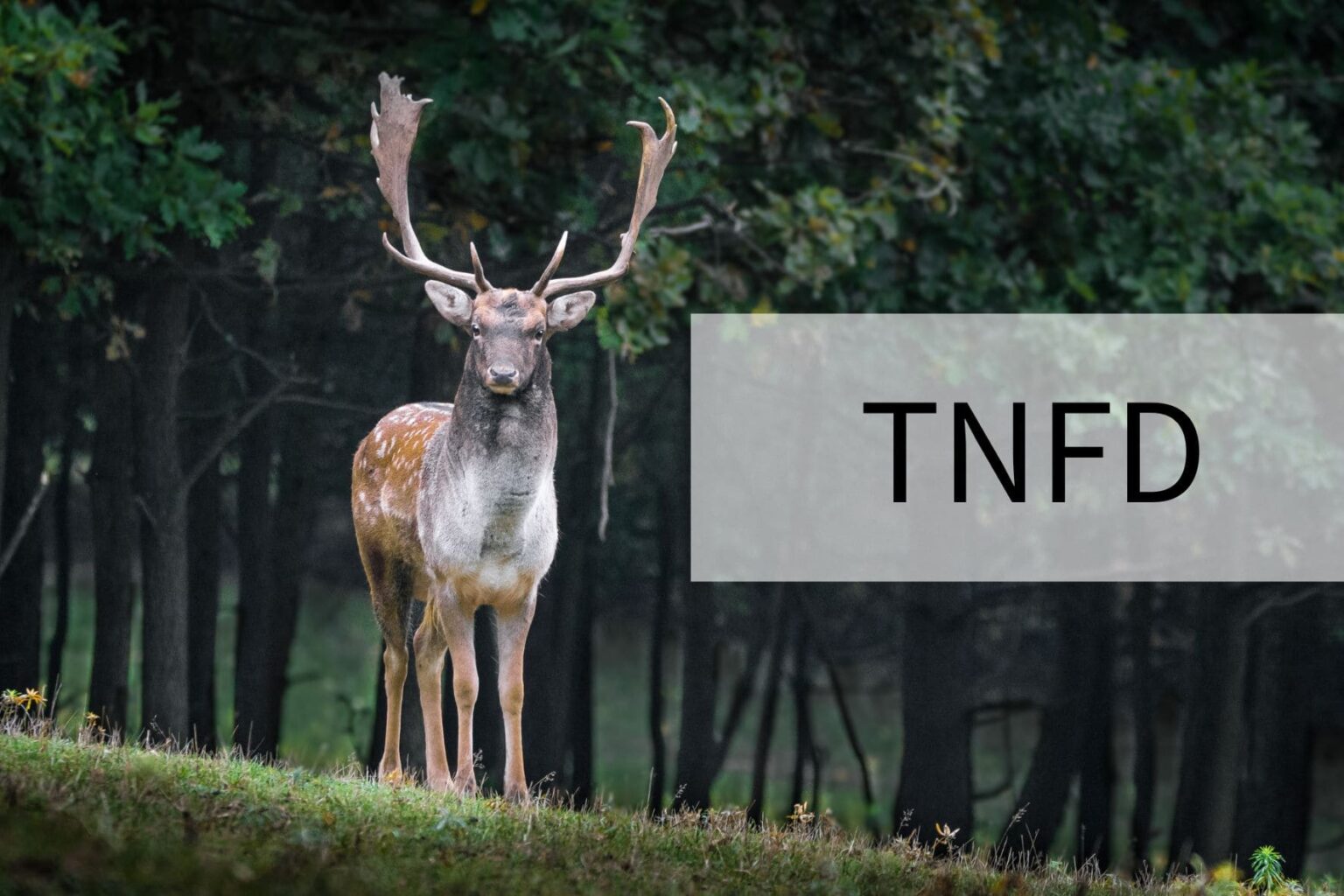 sdgs - 森林認証SGEC/PEFCジャパン